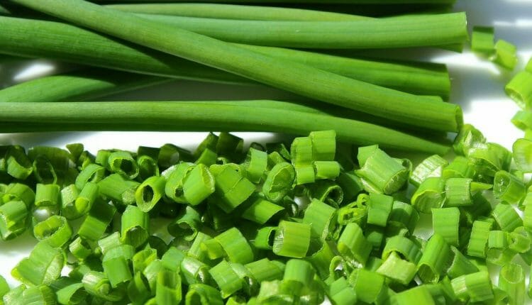 Como plantar cebolinha-verde - O Dedo Verde