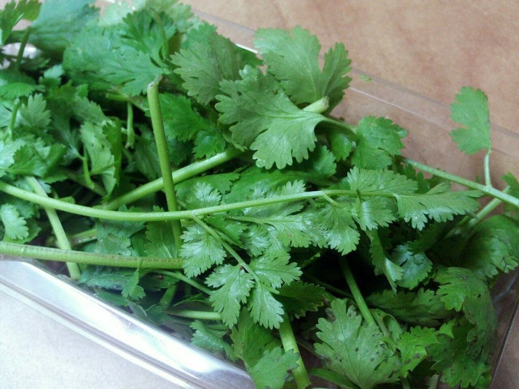 Como plantar coentro - O Dedo Verde