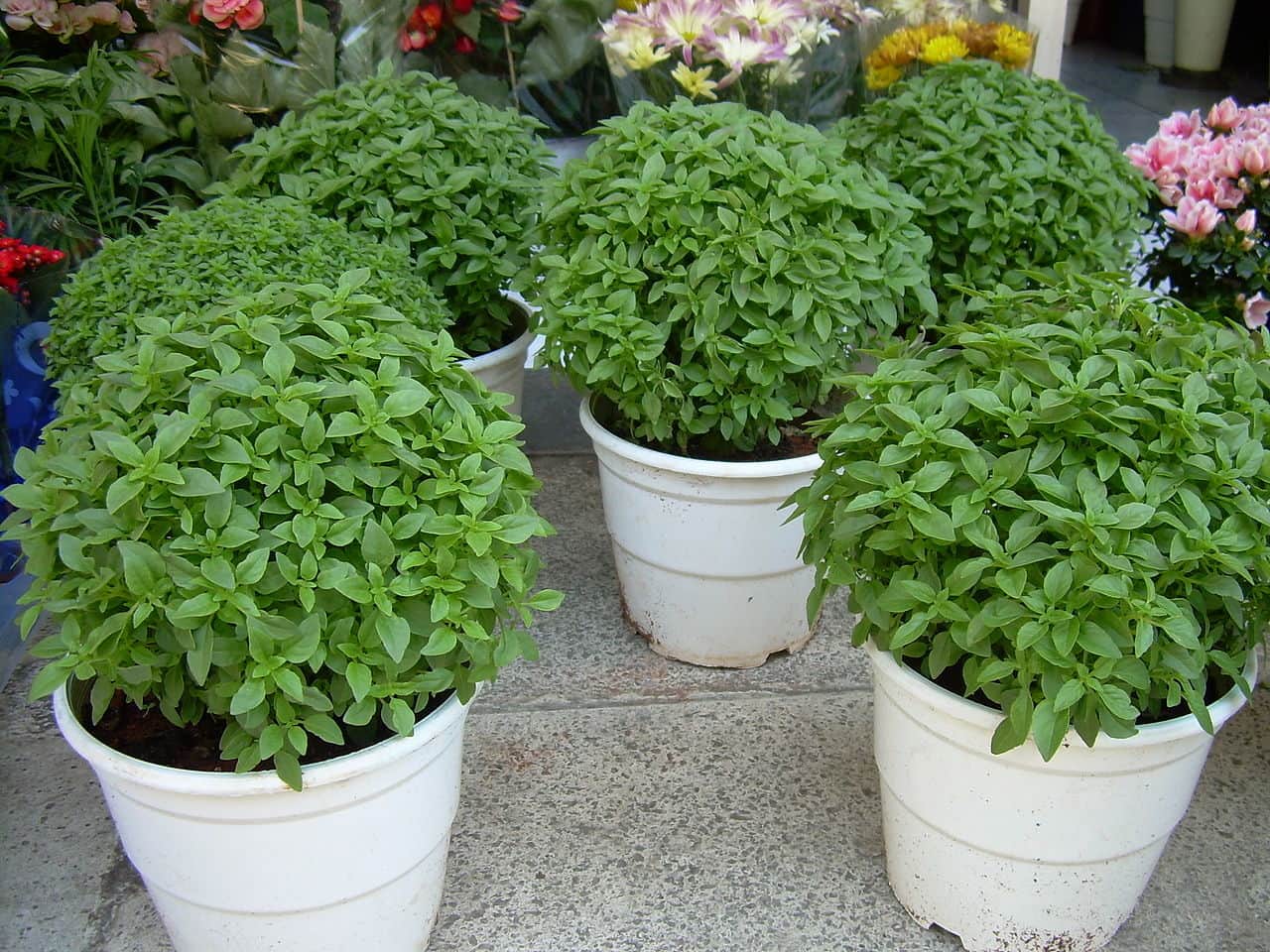 Como plantar manjericão e conseguir uma bela planta!